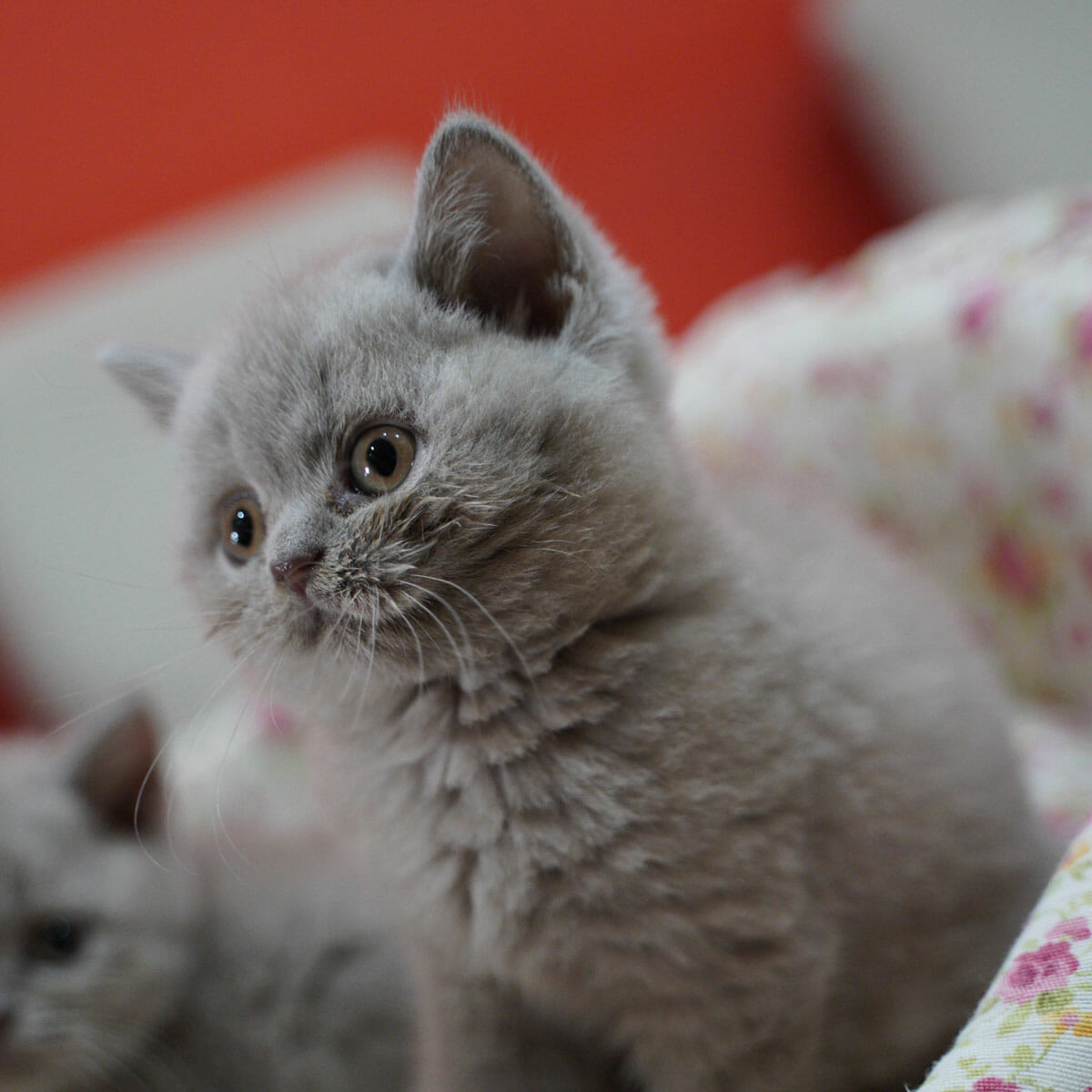 Mačići britanskih kratkodlakih mačaka - Beauty of Freya