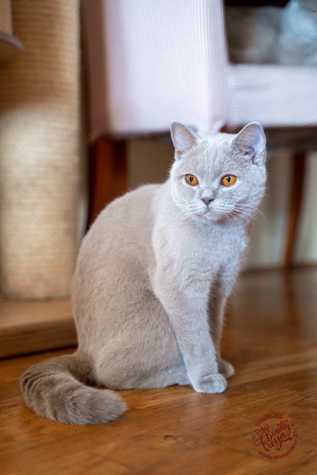 Prestige Beauty of Freya*HR - Beauty of Freya