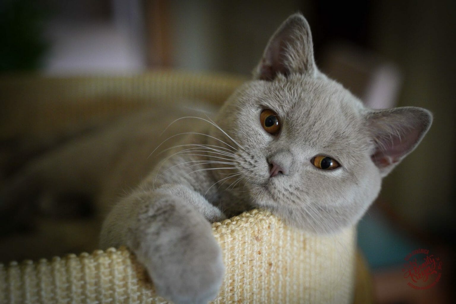 Prestige Beauty of Freya*HR - Beauty of Freya