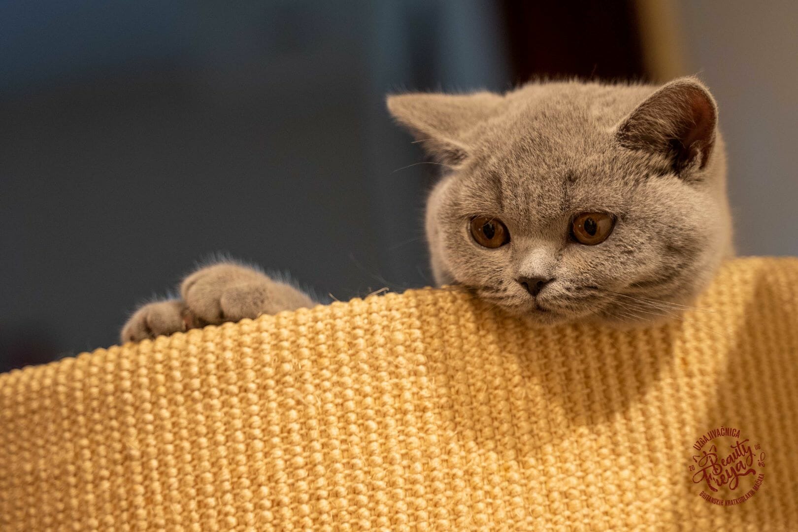 Ruby Rose Luludi*PL - Beauty of Freya